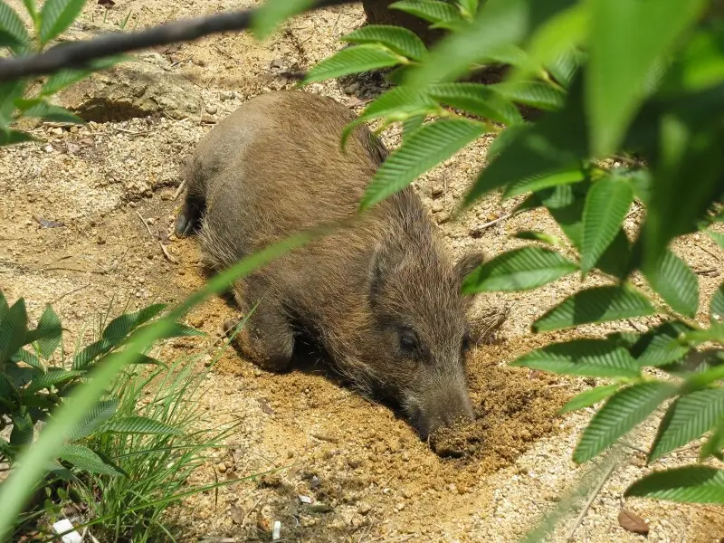 Japanese boar - Facts, Diet, Habitat & Pictures on Animalia.bio