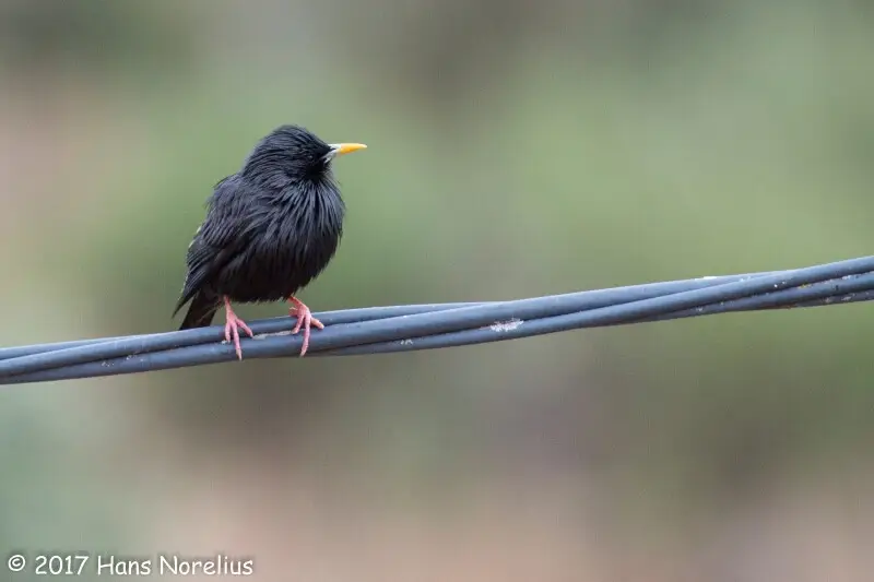 Spotless starling - Facts, Diet, Habitat & Pictures on Animalia.bio