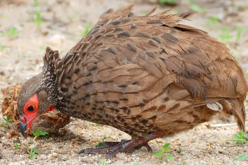 Swainson's spurfowl - Facts, Diet, Habitat & Pictures on Animalia.bio
