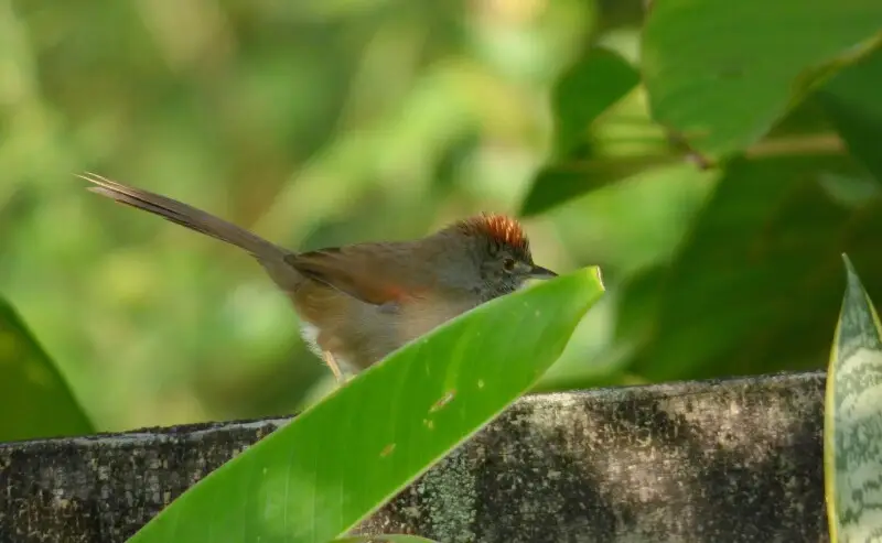 Pale-breasted spinetail - Facts, Diet, Habitat & Pictures on Animalia.bio