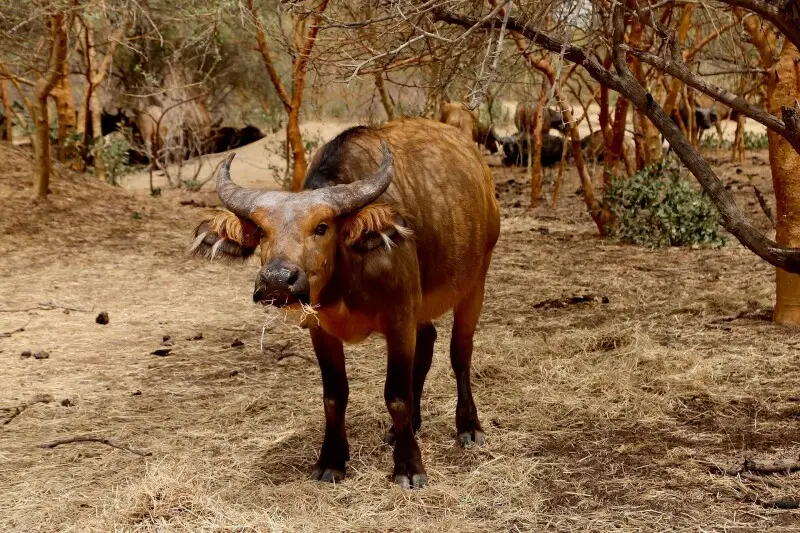 African forest buffalo - Facts, Diet, Habitat & Pictures on Animalia.bio