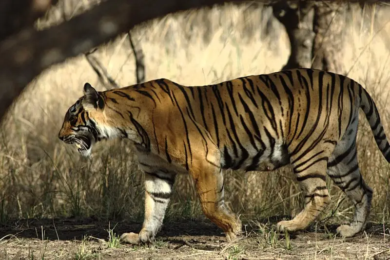 Bengal tiger - Facts, Diet, Habitat & Pictures on Animalia.bio