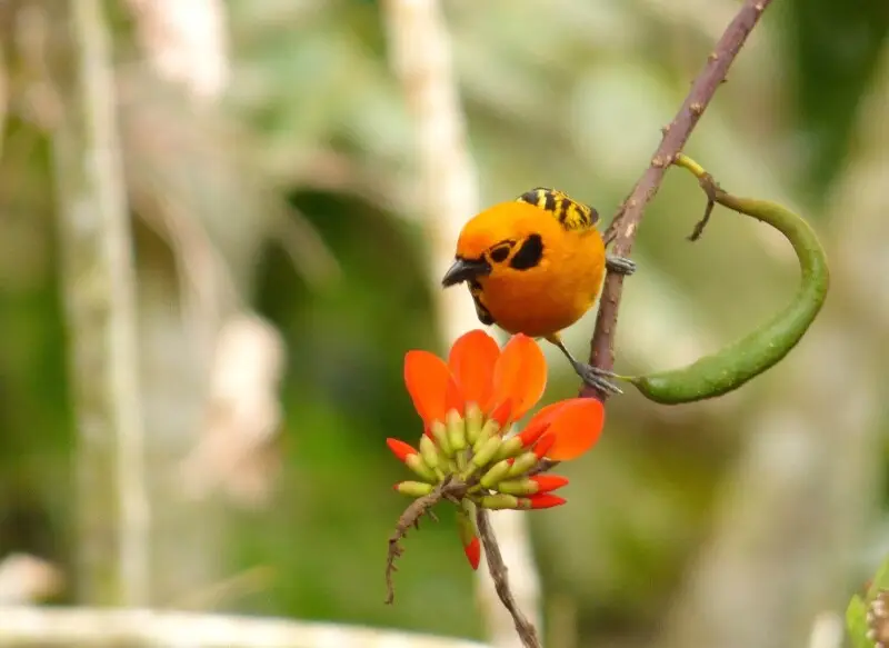 Golden tanager - Facts, Diet, Habitat & Pictures on Animalia.bio