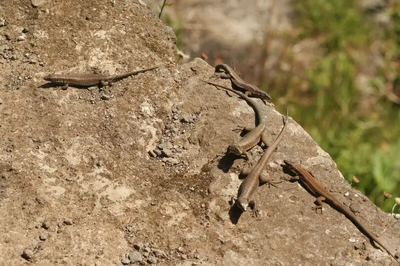 Madeiran wall lizard - Facts, Diet, Habitat & Pictures on Animalia.bio