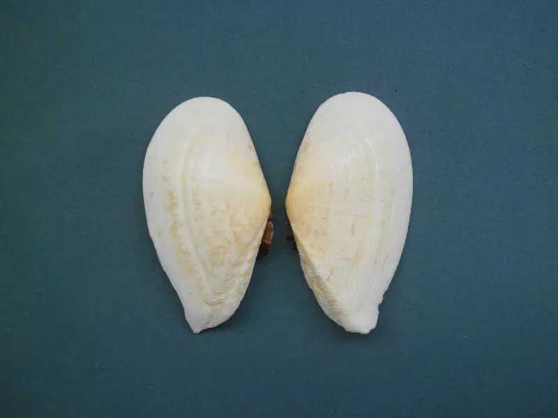 Tellina listeri - Facts, Diet, Habitat & Pictures on Animalia.bio