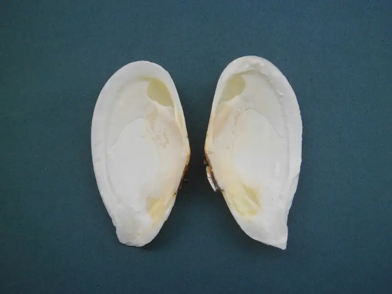 Tellina listeri - Facts, Diet, Habitat & Pictures on Animalia.bio