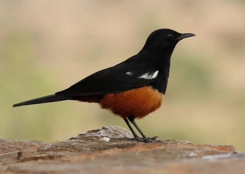 Mocking cliff chat - Facts, Diet, Habitat & Pictures on Animalia.bio