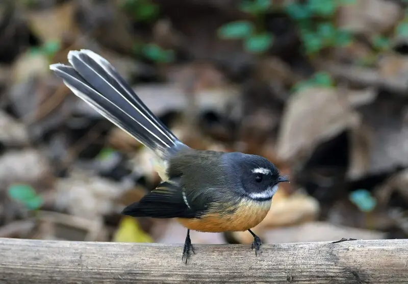 New Zealand fantail - Facts, Diet, Habitat & Pictures on Animalia.bio