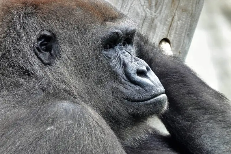 Western lowland gorilla - Facts, Diet, Habitat & Pictures on Animalia.bio