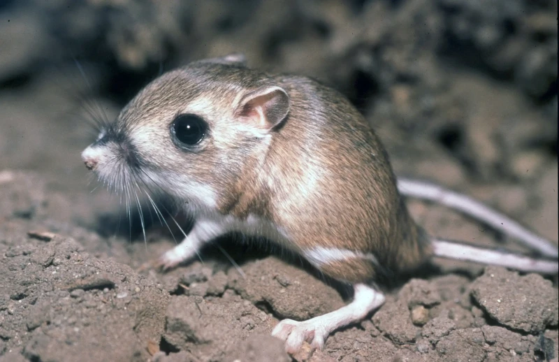 Fresno kangaroo rat - Facts, Diet, Habitat & Pictures on Animalia.bio