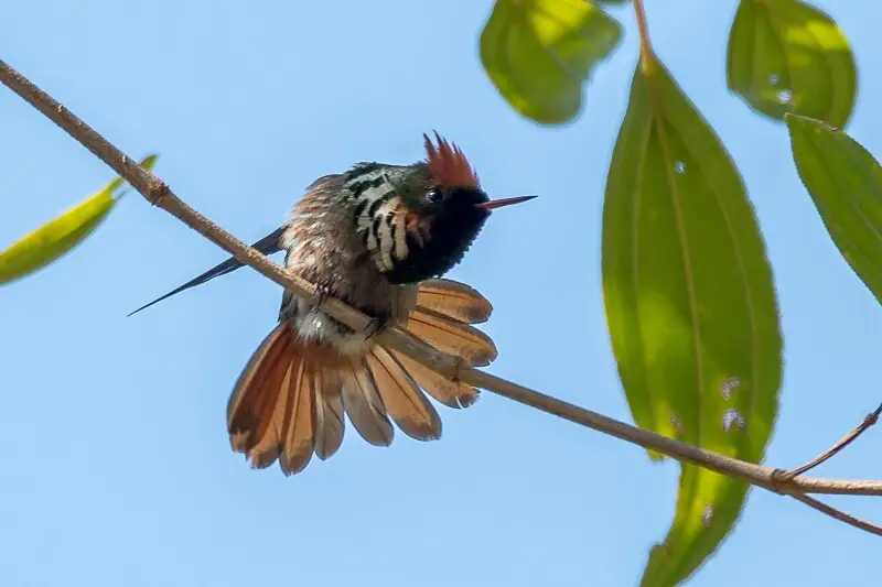 Frilled coquette - Facts, Diet, Habitat & Pictures on Animalia.bio