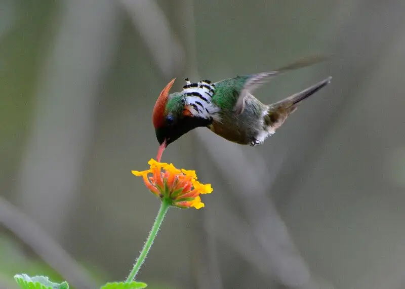 Frilled coquette - Facts, Diet, Habitat & Pictures on Animalia.bio
