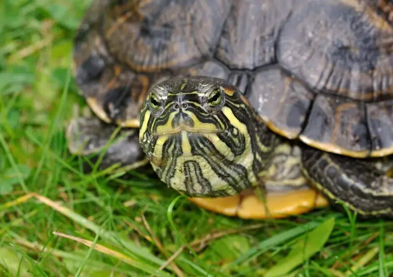 Trachemys scripta troostii - факти, дієта, ареал і фотографії на ...