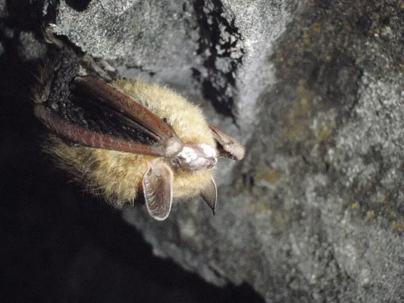 Tricolored bat - Facts, Diet, Habitat & Pictures on Animalia.bio