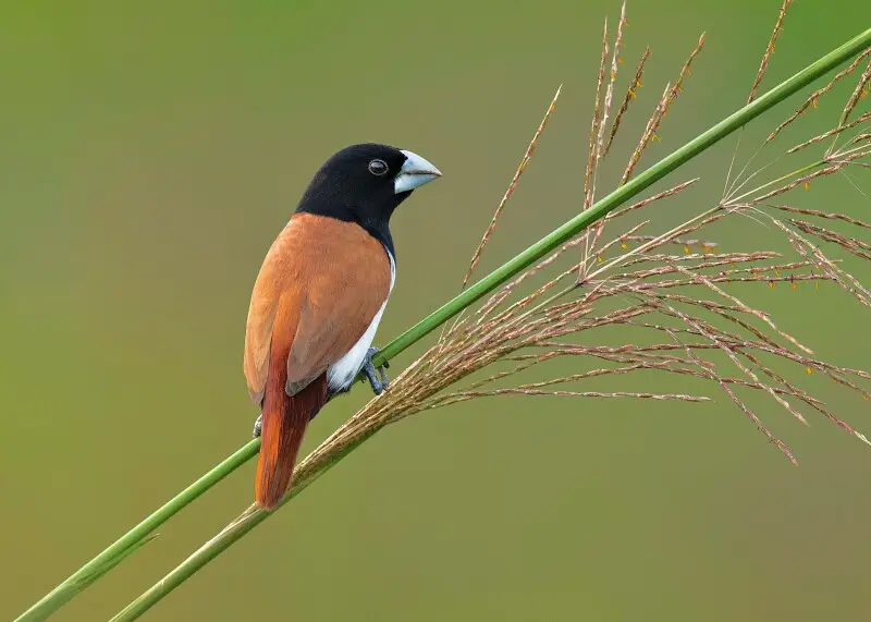 Tricoloured munia - Facts, Diet, Habitat & Pictures on Animalia.bio