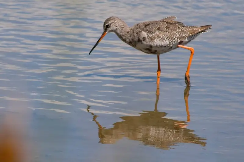 Spotted redshank - Facts, Diet, Habitat & Pictures on Animalia.bio