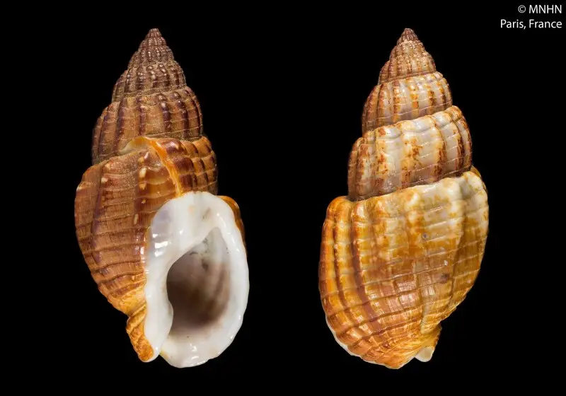 Tritia reticulata - Facts, Diet, Habitat & Pictures on Animalia.bio