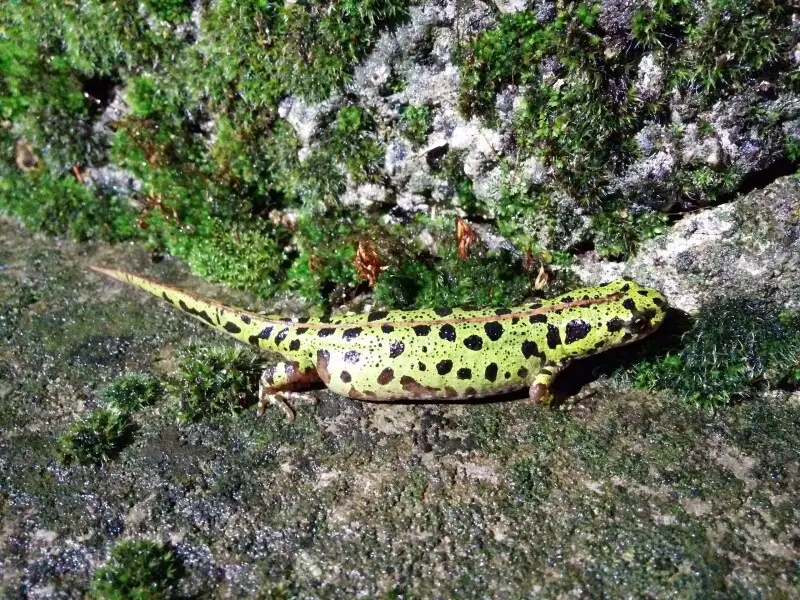 Triturus pygmaeus - факти, дієта, ареал і фотографії на Animalia.bio