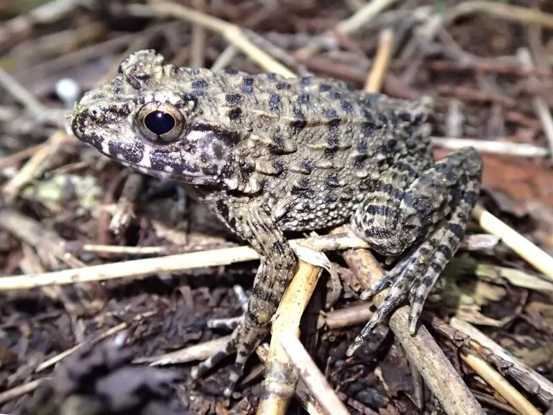 Japanese wrinkled frog - Facts, Diet, Habitat & Pictures on Animalia.bio