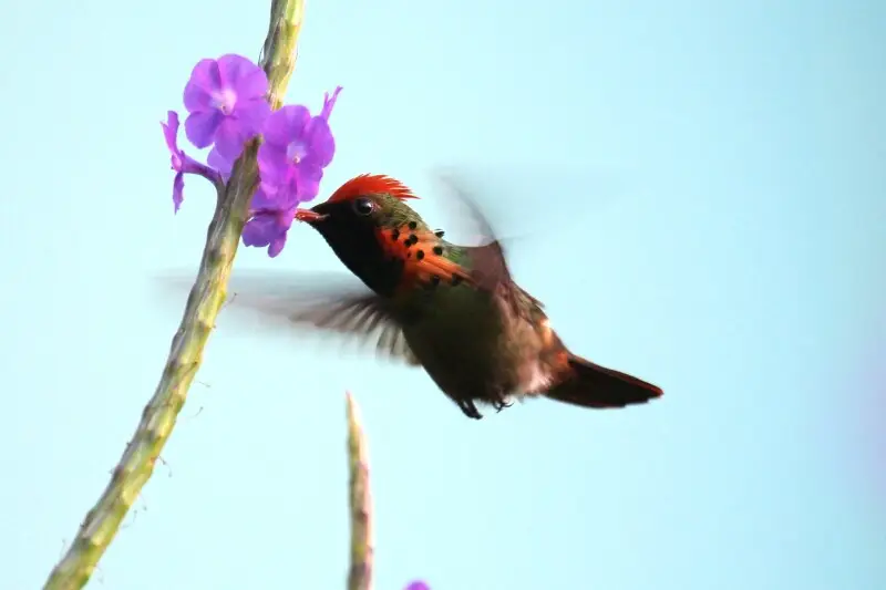 Tufted coquette - Facts, Diet, Habitat & Pictures on Animalia.bio