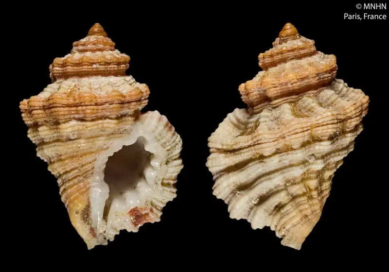 Turritriton labiosus - Facts, Diet, Habitat & Pictures on Animalia.bio