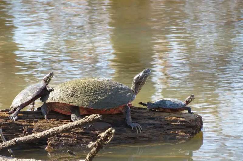 Northern red-bellied cooter - Facts, Diet, Habitat & Pictures on ...