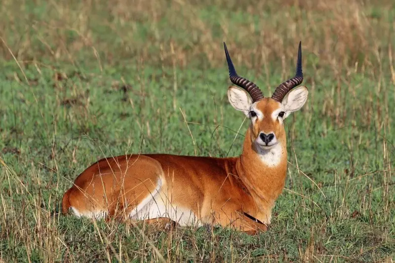 Угандський коб - факти, дієта, ареал і фотографії на Animalia.bio