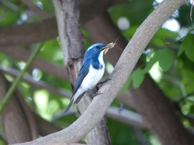 Ultramarine flycatcher - Facts, Diet, Habitat & Pictures on Animalia.bio