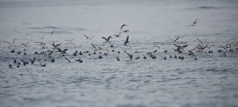 Fork-tailed storm petrel - Facts, Diet, Habitat & Pictures on Animalia.bio