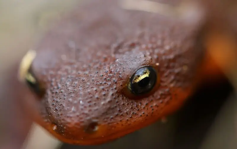 Rough-skinned newt - Facts, Diet, Habitat & Pictures on Animalia.bio