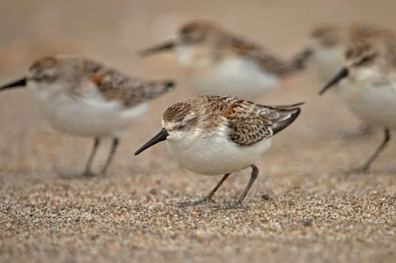 Western sandpiper - Facts, Diet, Habitat & Pictures on Animalia.bio
