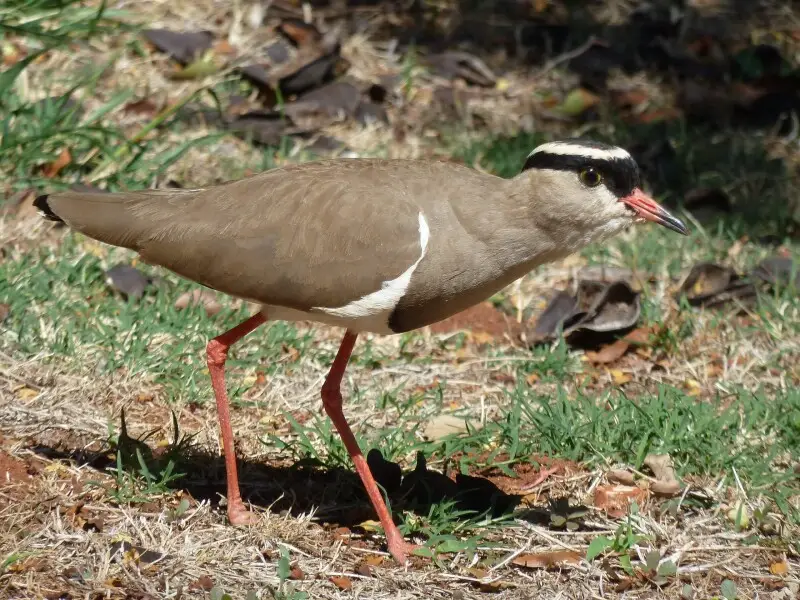 Crowned lapwing - Facts, Diet, Habitat & Pictures on Animalia.bio