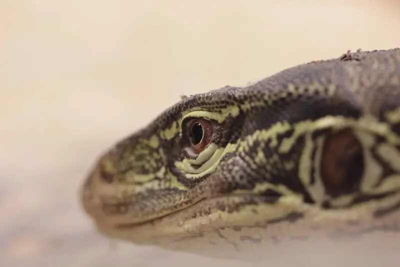 Sand goanna - Facts, Diet, Habitat & Pictures on Animalia.bio