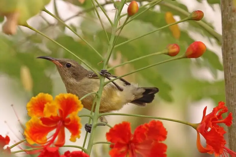 Variable sunbird - Facts, Diet, Habitat & Pictures on Animalia.bio