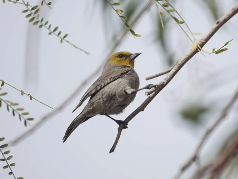 Verdin - Facts, Diet, Habitat & Pictures on Animalia.bio