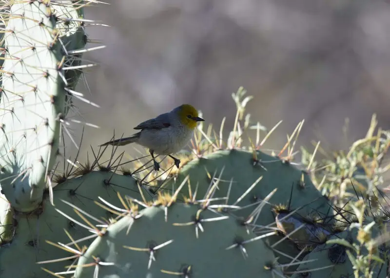 Verdin - Facts, Diet, Habitat & Pictures on Animalia.bio