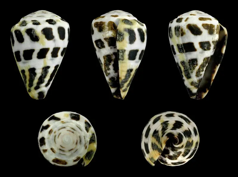 Conus ebraeus - Facts, Diet, Habitat & Pictures on Animalia.bio