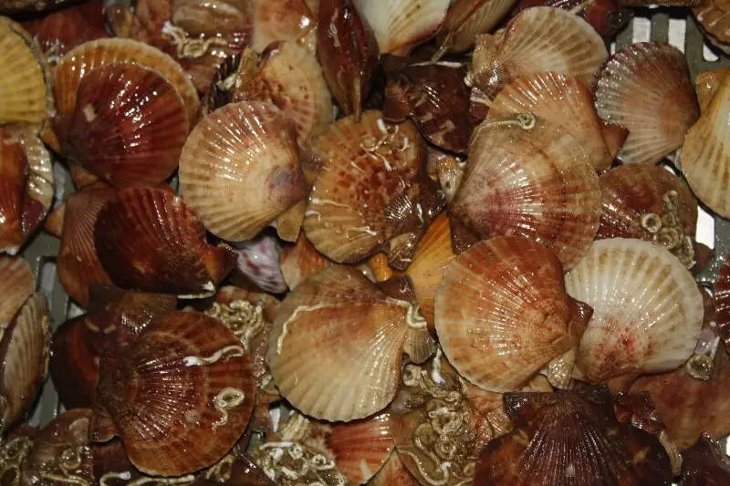 Aequipecten opercularis - факти, дієта, ареал і фотографії на Animalia.bio
