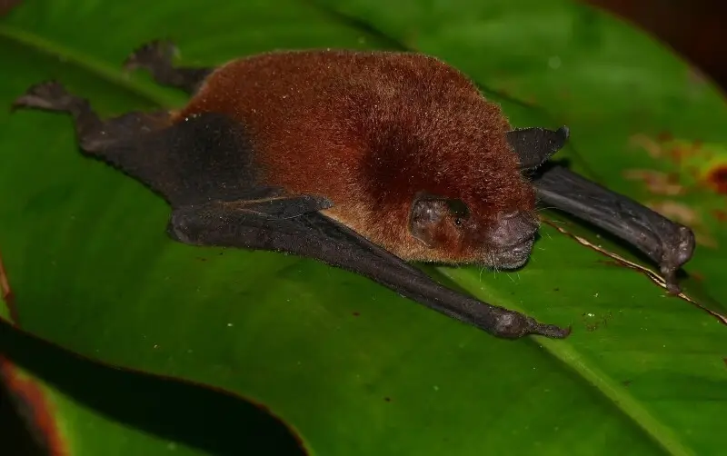 Wagner's mustached bat - Facts, Diet, Habitat & Pictures on Animalia.bio
