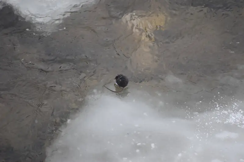 American water shrew - Facts, Diet, Habitat & Pictures on Animalia.bio