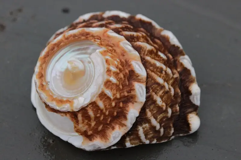 Megastraea undosa - Facts, Diet, Habitat & Pictures on Animalia.bio