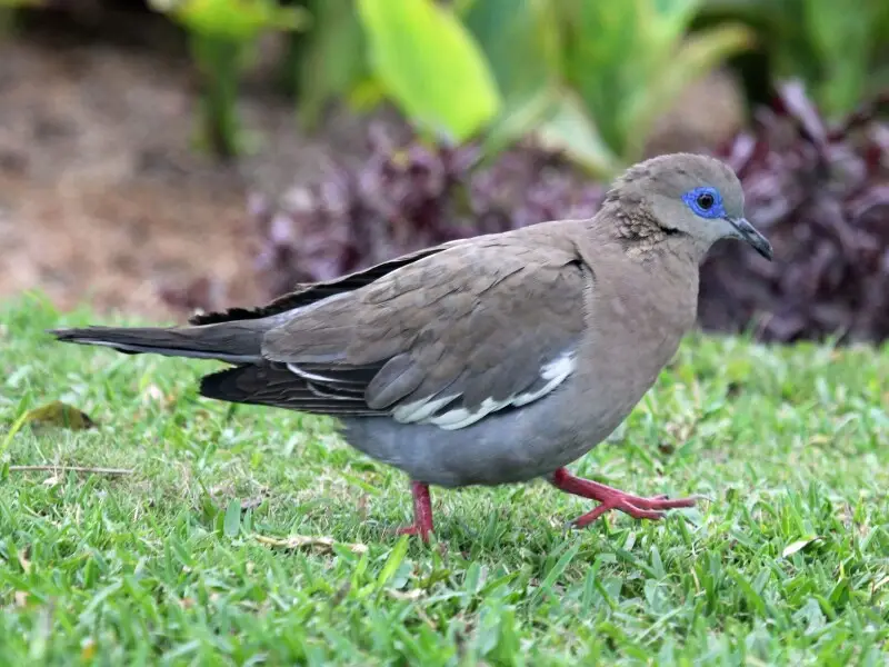 West Peruvian dove - Facts, Diet, Habitat & Pictures on Animalia.bio