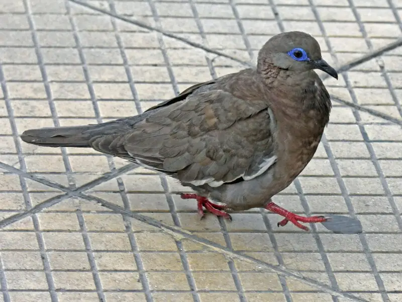 West Peruvian dove - Facts, Diet, Habitat & Pictures on Animalia.bio