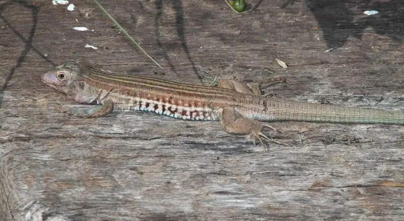 Texas spotted whiptail - Facts, Diet, Habitat & Pictures on Animalia.bio