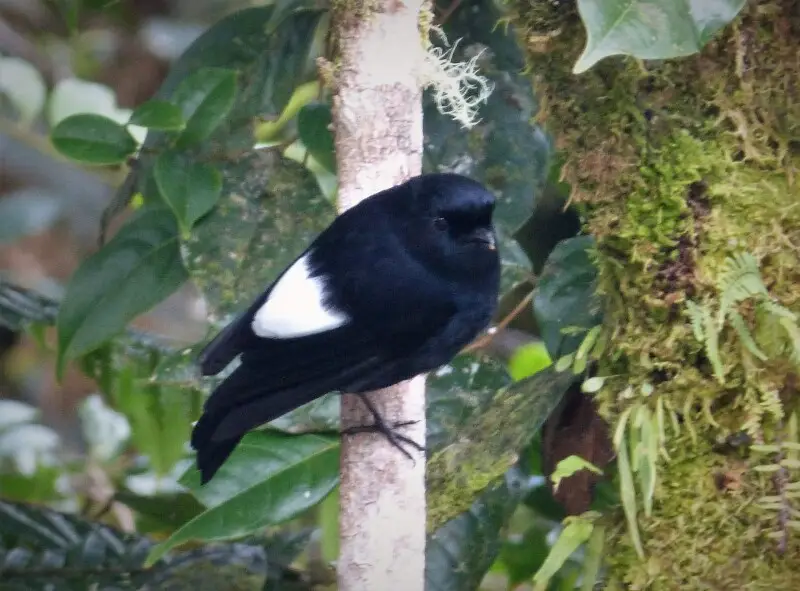 White-winged robin - Facts, Diet, Habitat & Pictures on Animalia.bio