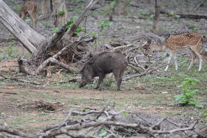 Indian boar - Facts, Diet, Habitat & Pictures on Animalia.bio