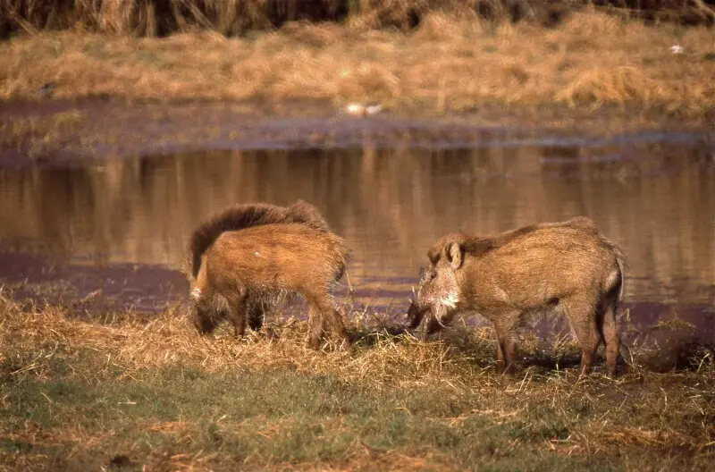 Indian boar - Facts, Diet, Habitat & Pictures on Animalia.bio