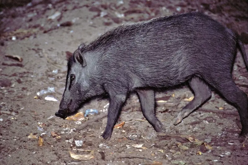 Banded pig - Facts, Diet, Habitat & Pictures on Animalia.bio