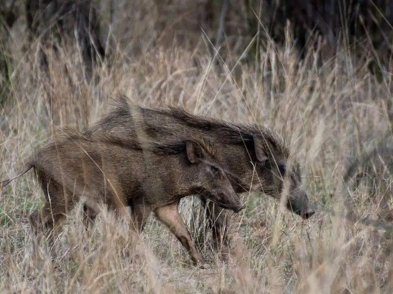 Indian boar - Facts, Diet, Habitat & Pictures on Animalia.bio
