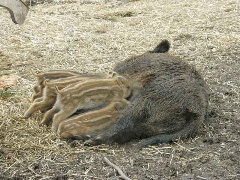 Central European boar - Facts, Diet, Habitat & Pictures on Animalia.bio